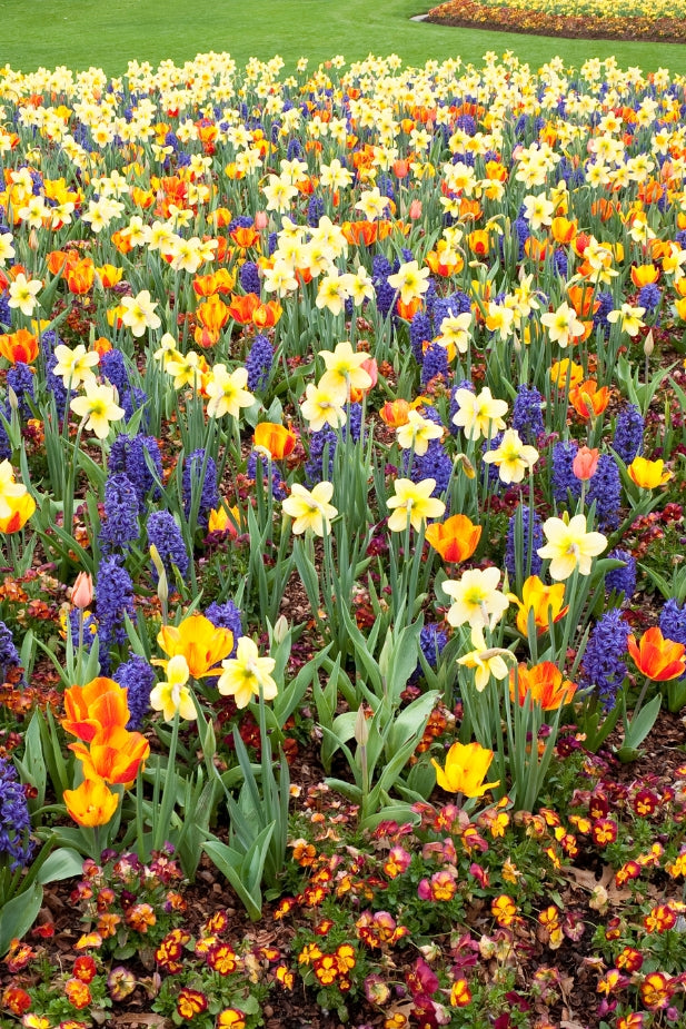 Fall Bulbs | Tulips | – Settlemyre Nursery