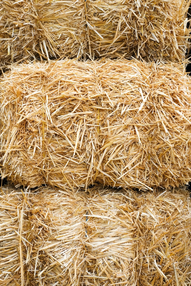 Wheat Straw – Settlemyre Nursery