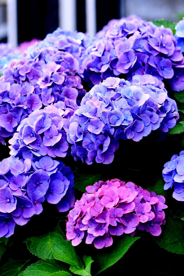 Flowering Plants | Flowering Shrubs | Flowering Trees – Settlemyre Nursery