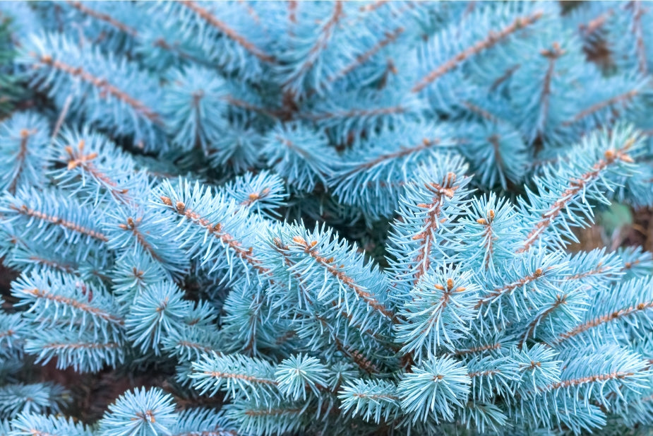Spruce Trees – Settlemyre Nursery