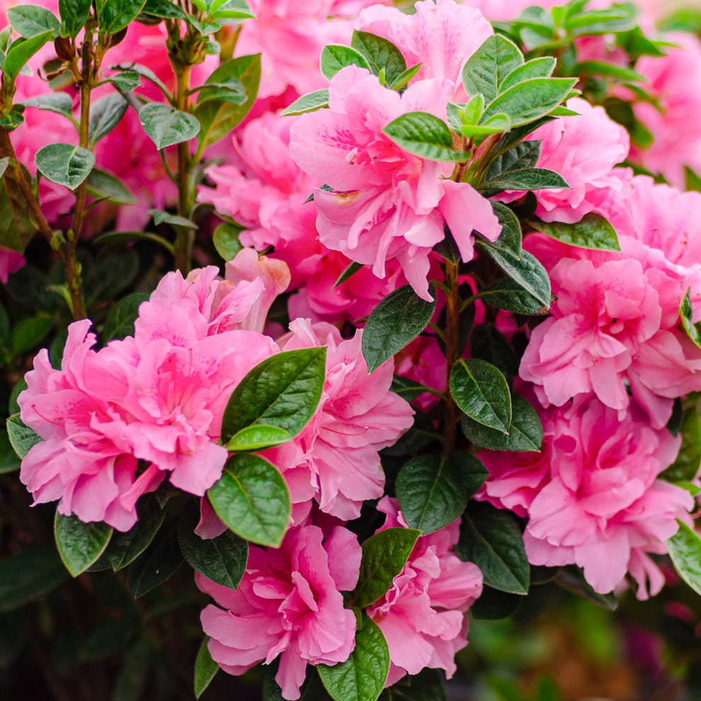 Autumn Carnation Encore Azalea | Flowering Shrubs | Settlemyre Nursery