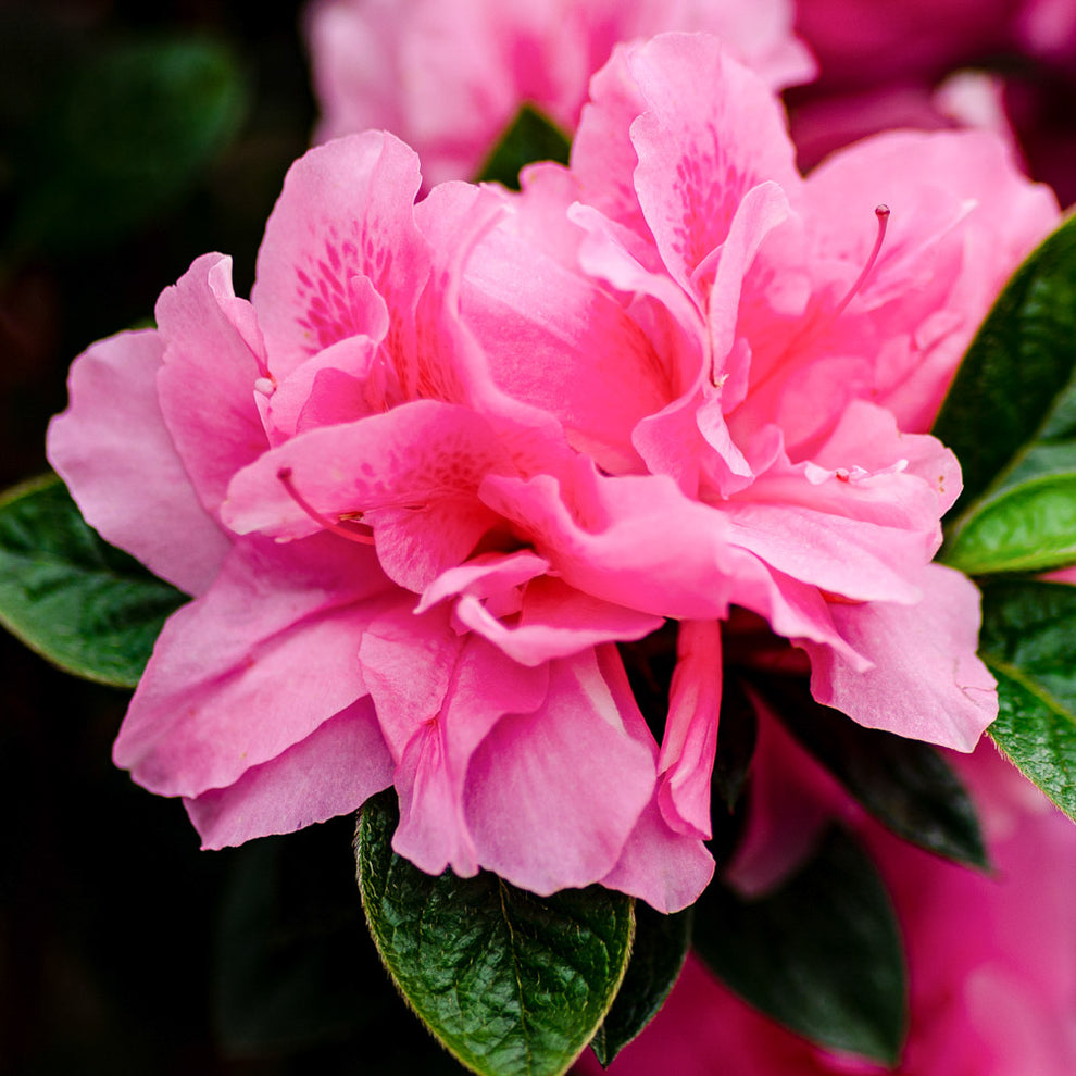 Autumn Carnation Encore Azalea | Flowering Shrubs | Settlemyre Nursery
