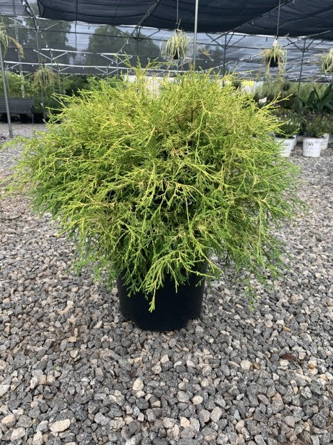 Gold Mop Chamaecyparis Shrub | Evergreen Shrubs | Settlemyre Nursery