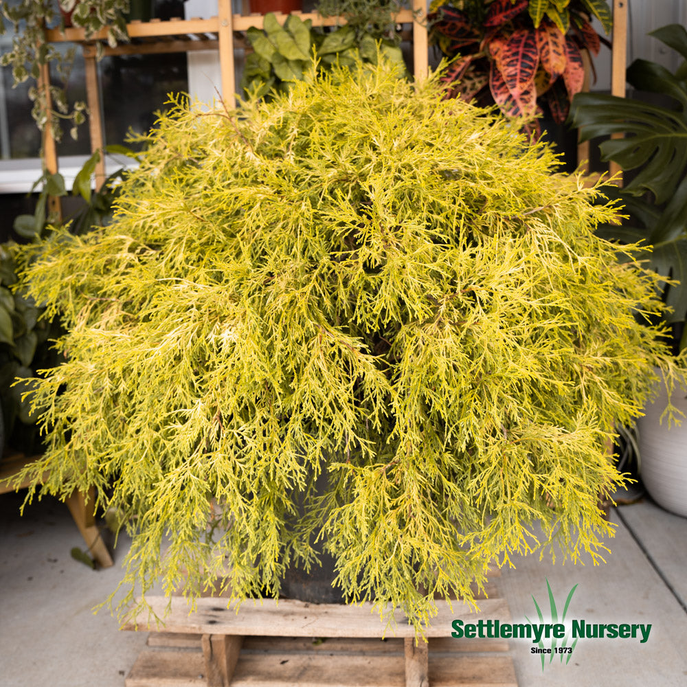 Gold Mop Chamaecyparis Shrub | Evergreen Shrubs | Settlemyre Nursery