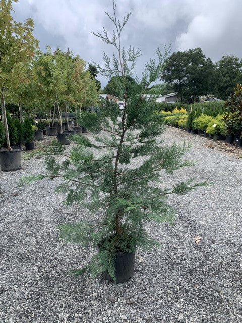 Murray Cypress | Privacy Trees | Settlemyre Nursery