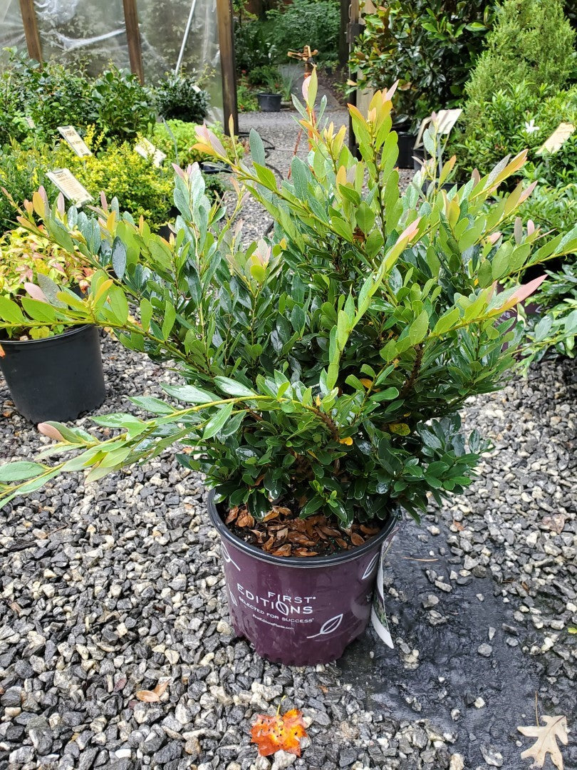 Coppertone Distylium | Evergreen Shrubs | Settlemyre Nursery