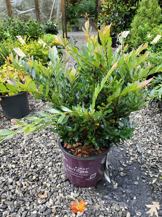 Coppertone Distylium | Evergreen Shrubs | Settlemyre Nursery
