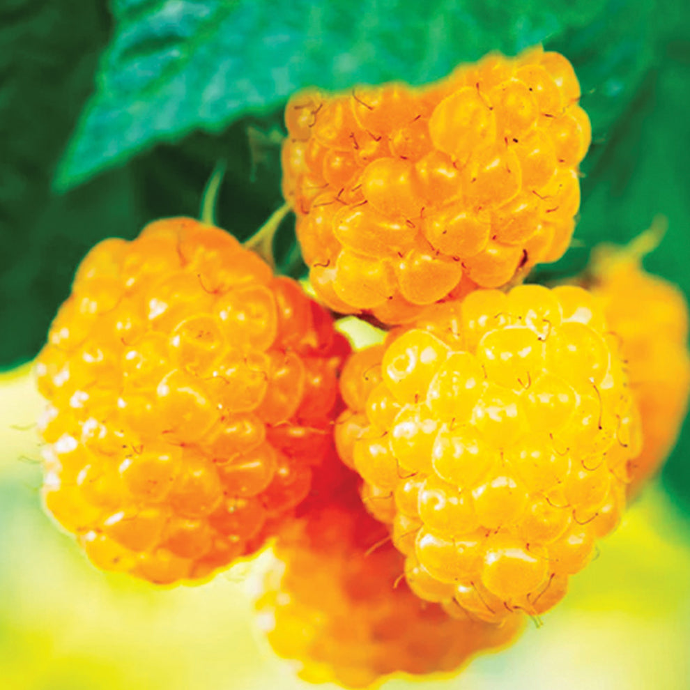 Raspberry Fall Gold | Edibles | Settlemyre Nursery