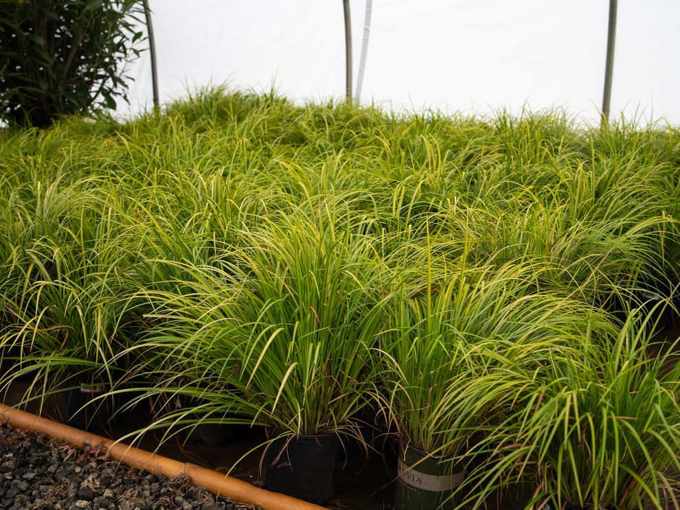 Sweet Flag Grass | Ornamental Grasses | Settlemyre Nursery