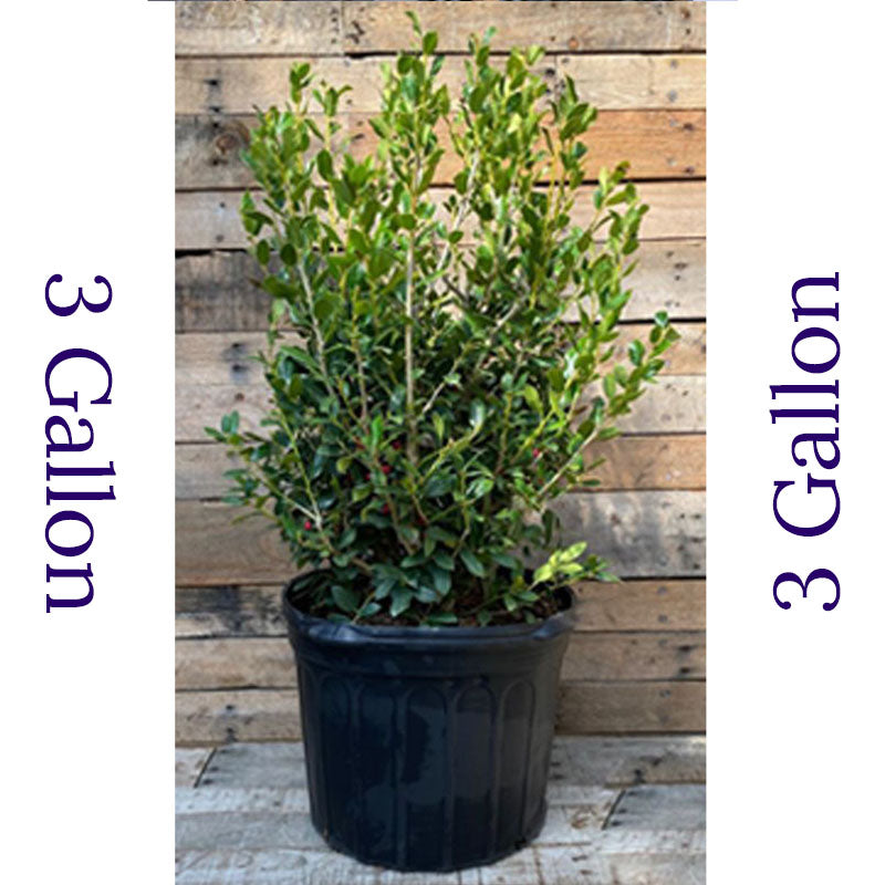 Needlepoint Holly | Evergreen Shrubs | Settlemyre Nursery