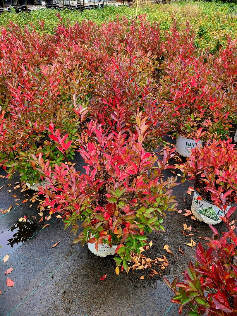 Little Henry Itea Sweetspire | Flowering Shrubs | Settlemyre Nursery