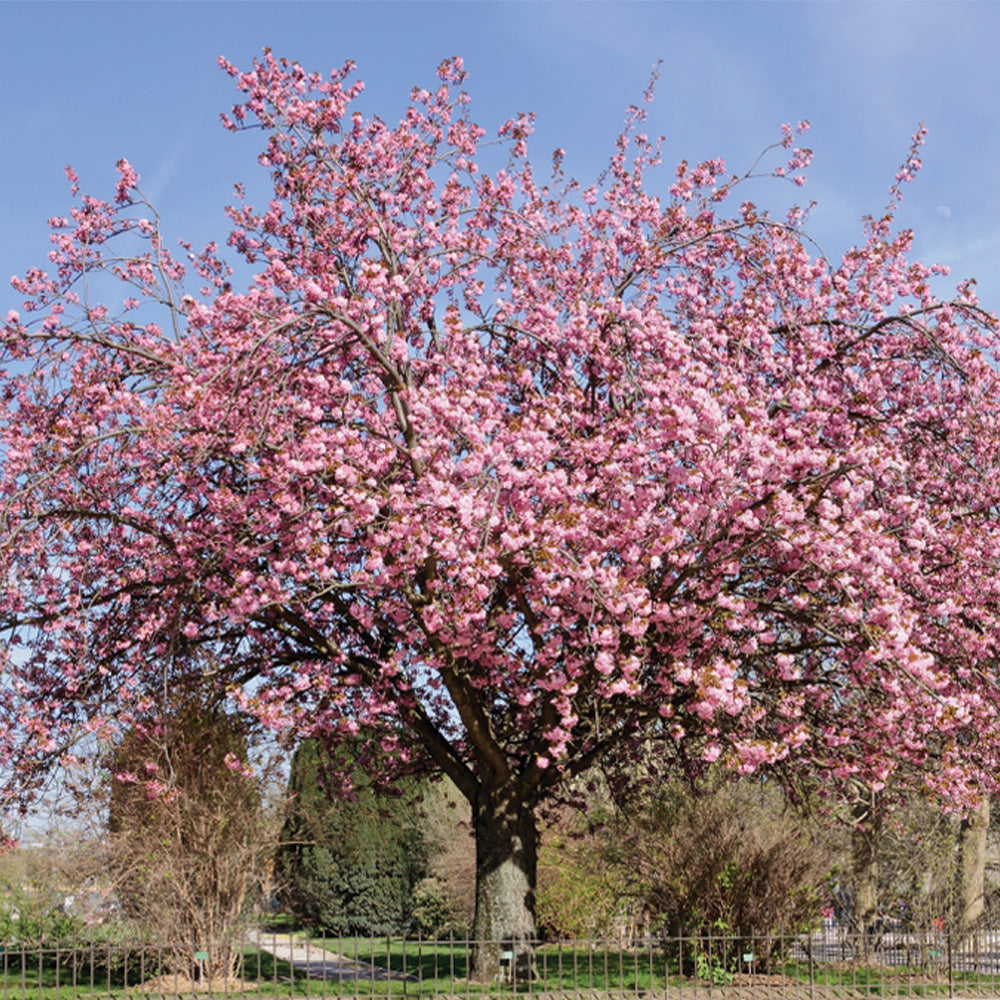 Japanese Kwanzan Cherry Tree | Flowering Trees | Settlemyre Nursery
