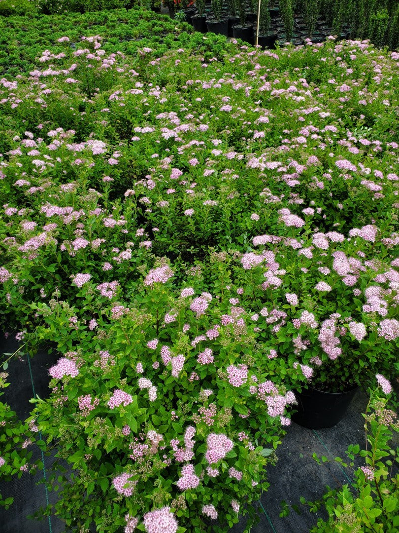 Little Princess Spiraea | Flowering Shrubs | Settlemyre Nursery
