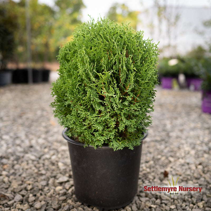 Hetz Midget Thuja Arborvitae | Evergreen Shrubs | Settlemyre Nursery