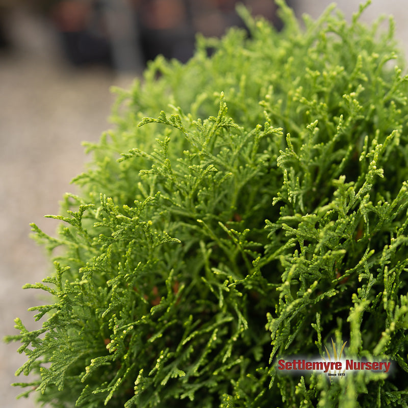 Hetz Midget Thuja Arborvitae | Evergreen Shrubs | Settlemyre Nursery