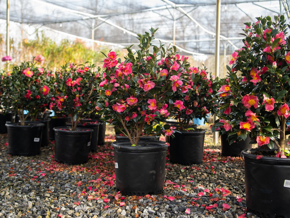 Sasanqua Camellia 'Yuletide' | Flowering Shrub | Settlemyre Nursery