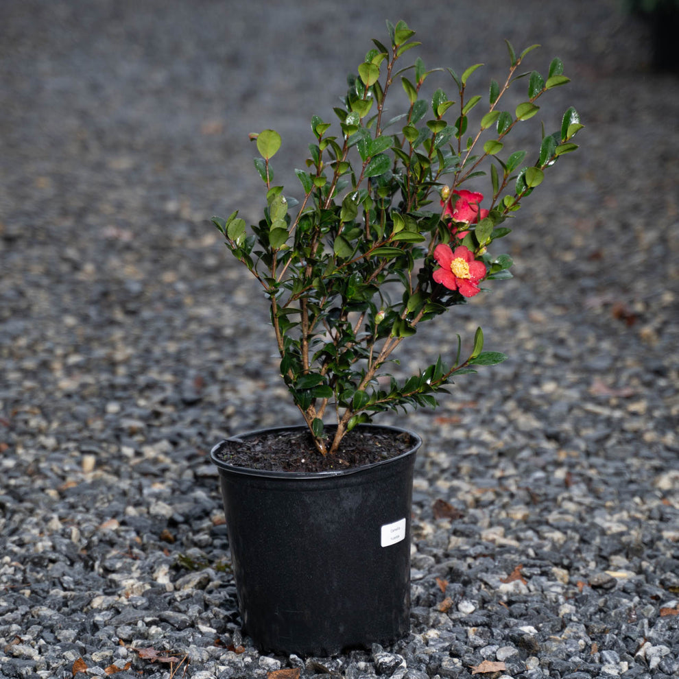 Sasanqua Camellia 'Yuletide' | Flowering Shrub | Settlemyre Nursery