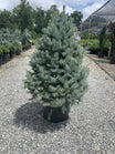 Sester Dwarf Blue Spruce | Specimen Trees | Tree Nursery – Settlemyre ...