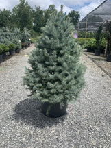Sester Dwarf Blue Spruce | Specimen Trees | Tree Nursery – Settlemyre ...