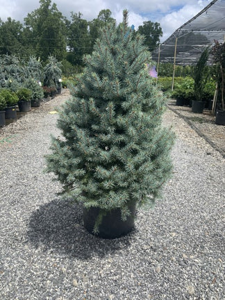Sester Dwarf Blue Spruce | Specimen Trees | Tree Nursery – Settlemyre ...