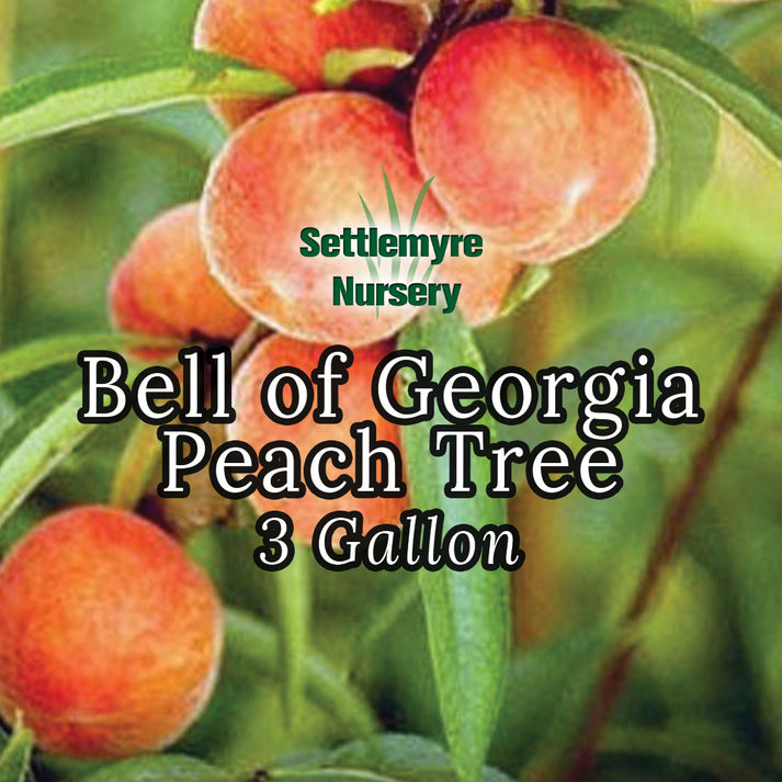 Peach Tree Bell of Georgia | Edibles | Settlemyre Nursery