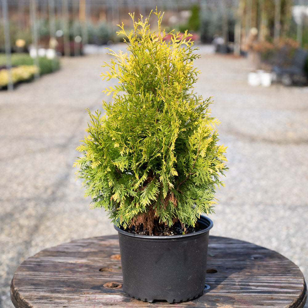 Yellow Ribbon Arborvitae | Evergreen Trees | Settlemyre Nursery