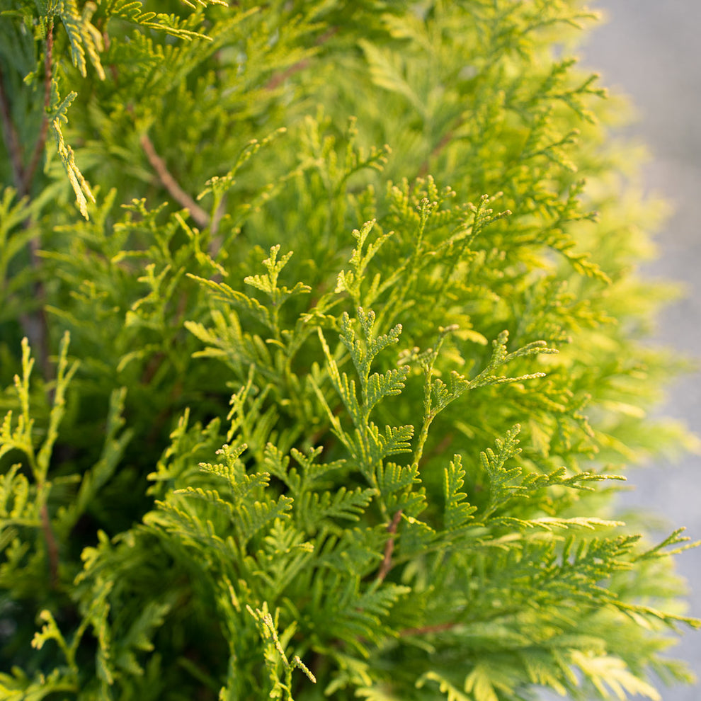 Yellow Ribbon Arborvitae | Evergreen Trees | Settlemyre Nursery