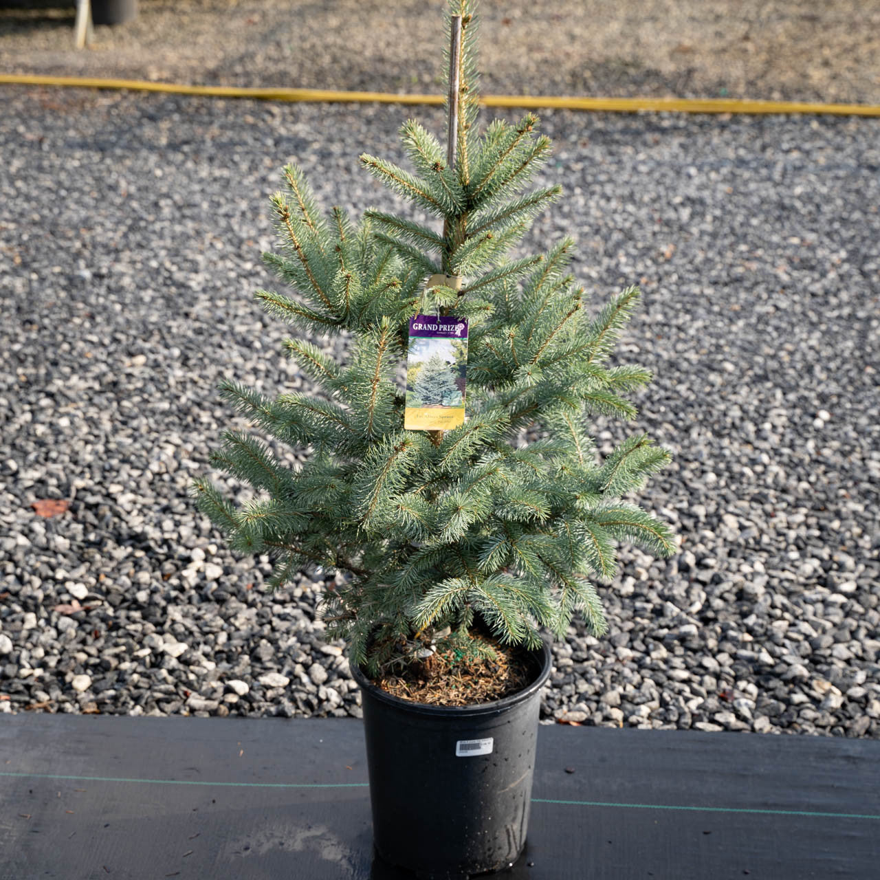 Fat Albert Blue Spruce | Spruce Trees | Settlemyre Nursery