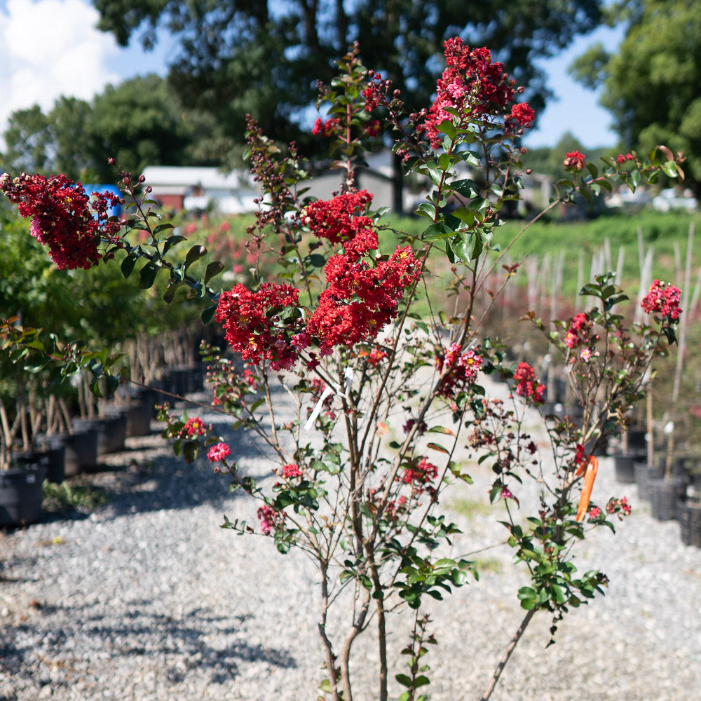Dynamite Red Crepe Myrtle Tree | Flowering Trees | Settlemyre Nursery