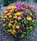 Fall Mums Acorn Lane Mix | Gigi Tri-color Mum | Multi-color Blooms ...