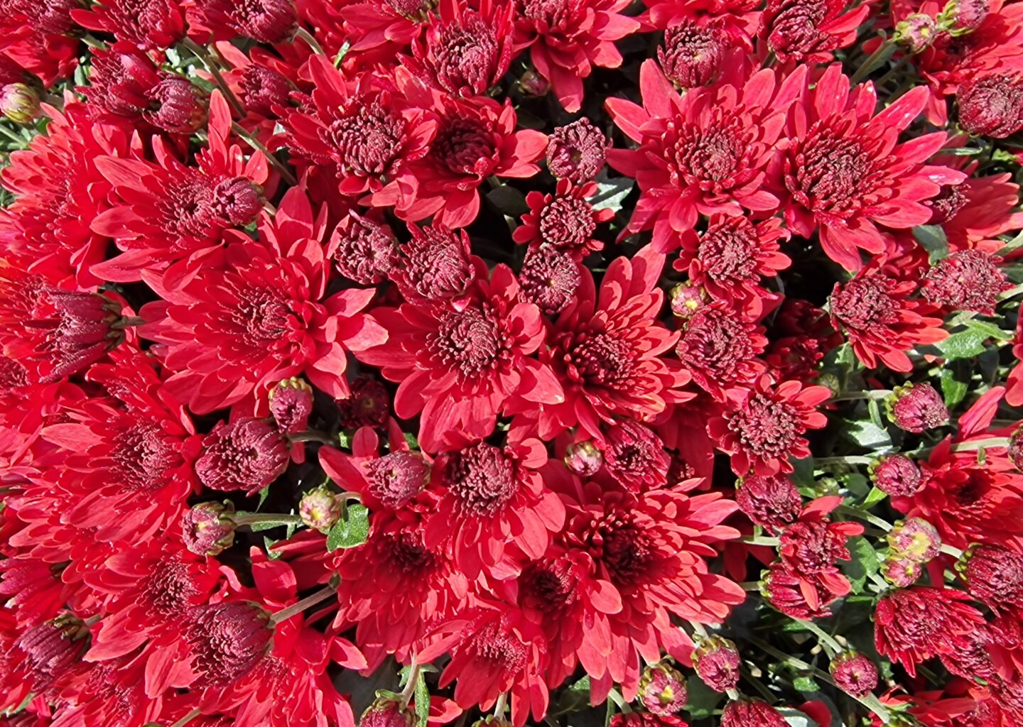 Fall Mums - Medium | Settlemyre Nursery