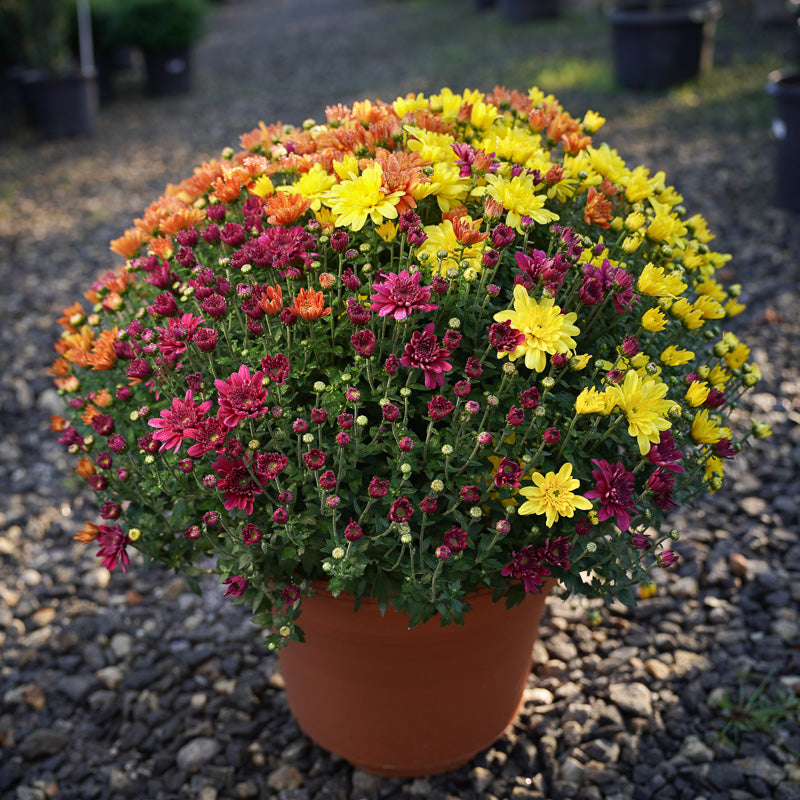 Arluno Tri-Color Mum | Fall Garden Mums | Fall – Settlemyre Nursery