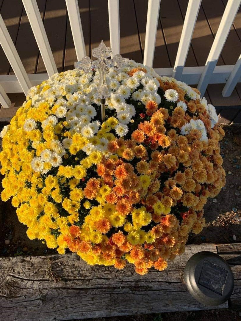 Candy Corn Tri-color Mum | Multi-color Blooms – Settlemyre Nursery