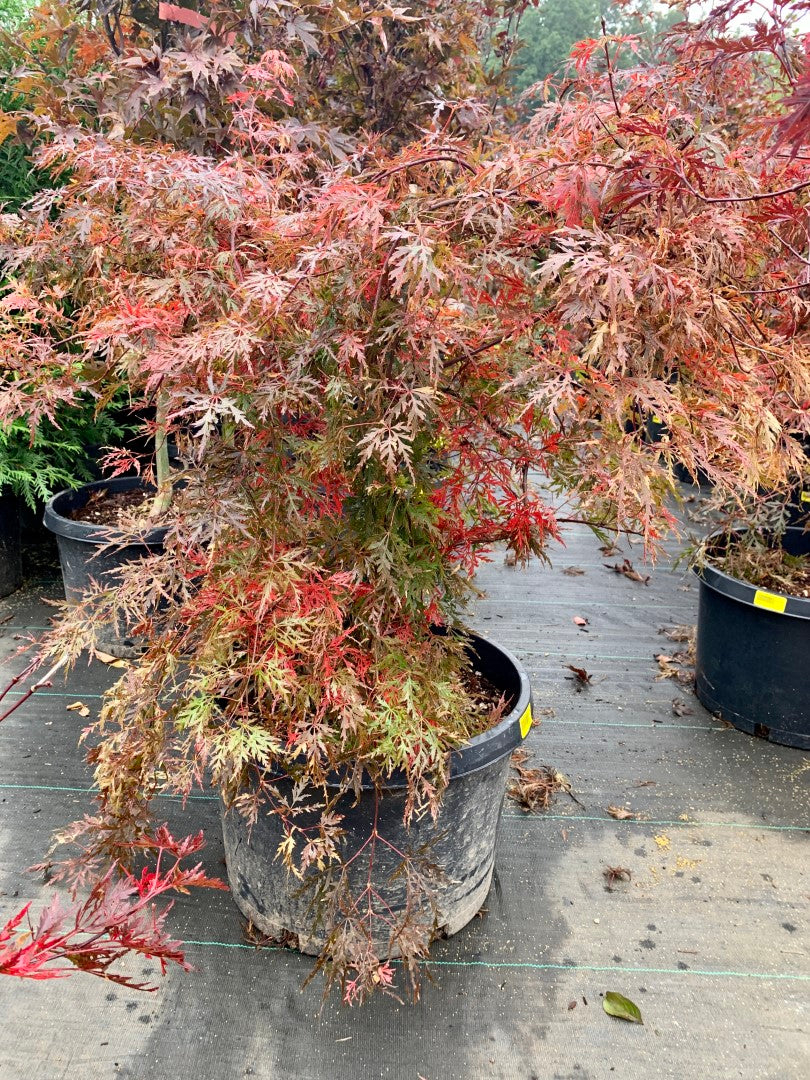 Japanese Maple Orangeola | Specimen Trees | Settlemyre Nursery