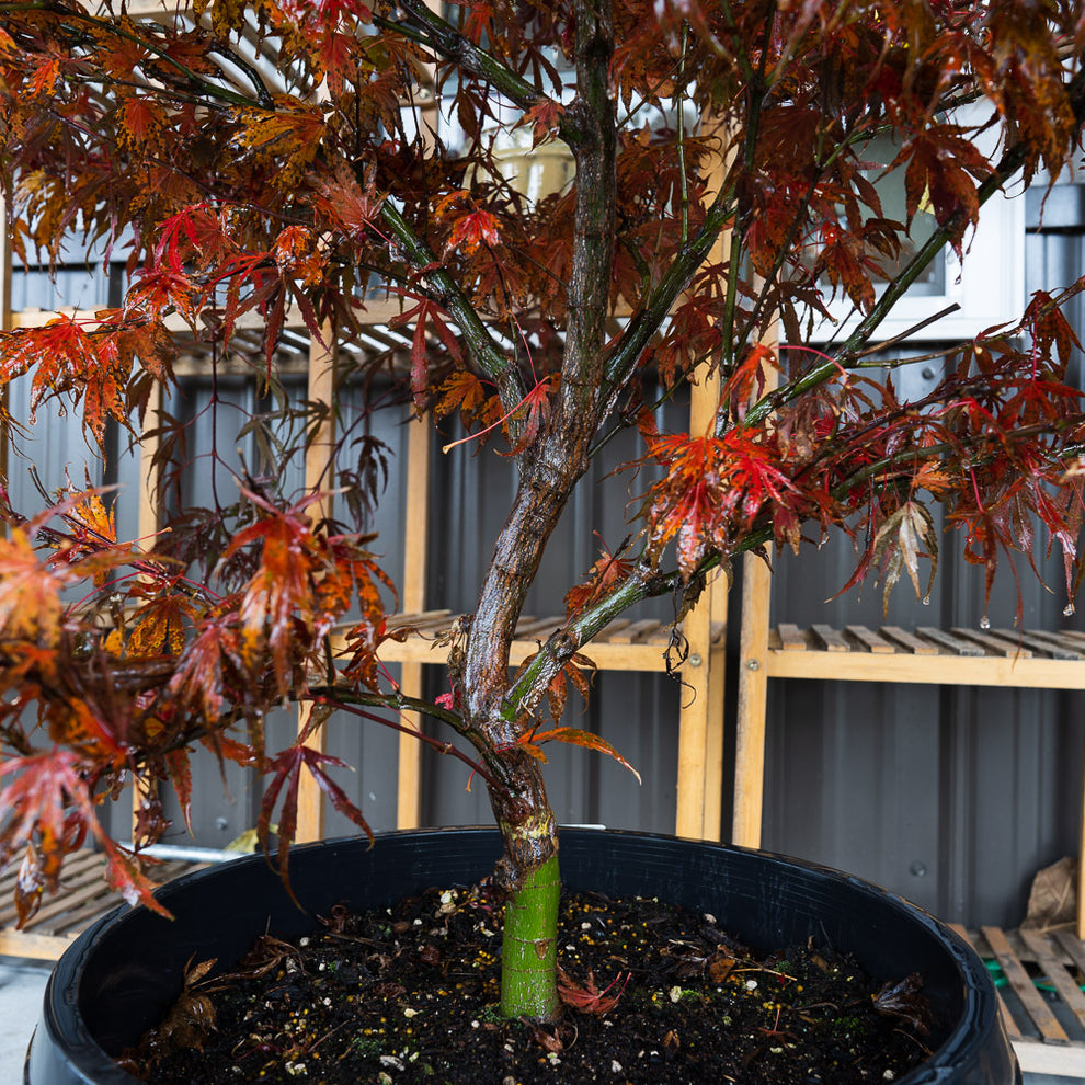 Oregon Sunset Japanese Maple | Specimen Trees | Settlemyre Nursery