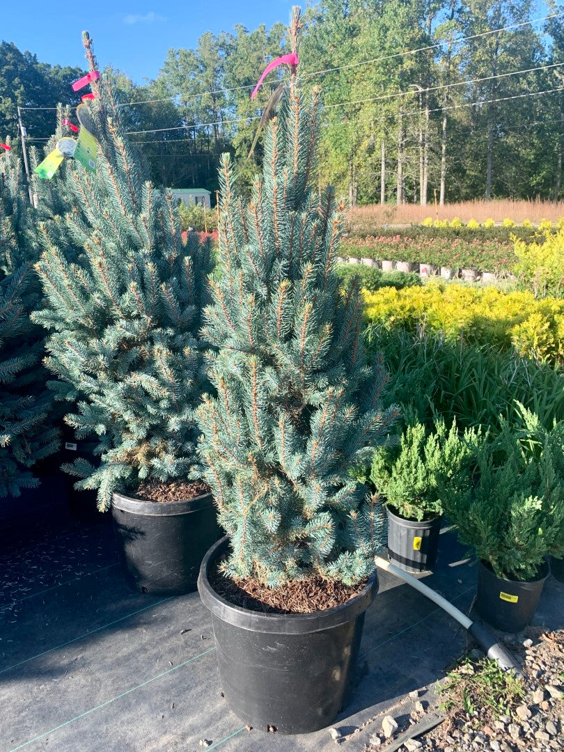 Fastigiate Blue Spruce Picea pungens 'Iseli fastigiate' – Settlemyre ...
