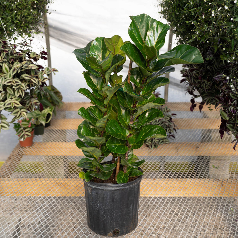 Ficus Fig Little Fiddle Leaf Bush 10 | Indoor Plants | Settlemyre Nursery
