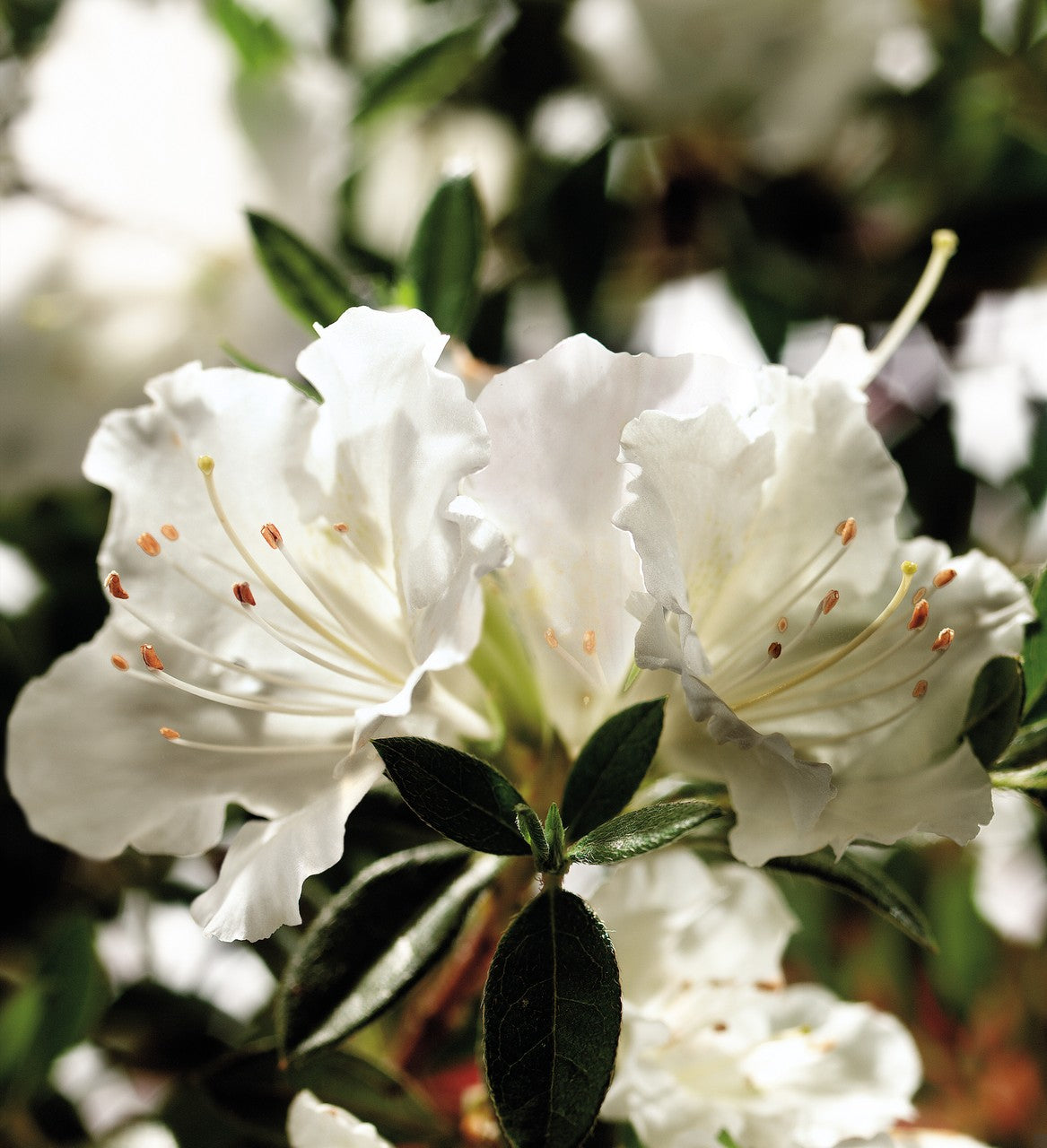 Azalea Encore Autumn Angel |Flowering Shrubs | Settlemyre Nursery
