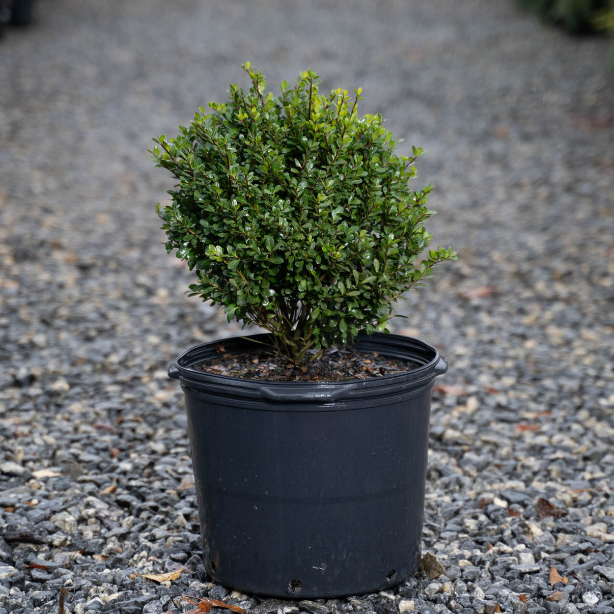 Compacta Holly | Evergreen Shrubs | Settlemyre Nursery