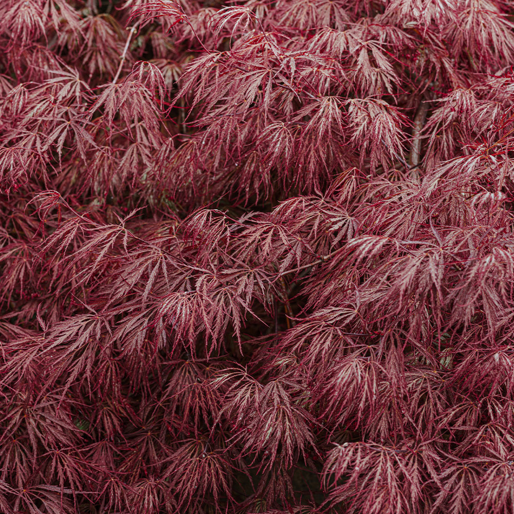 Garnet Japanese Maple – Settlemyre Nursery