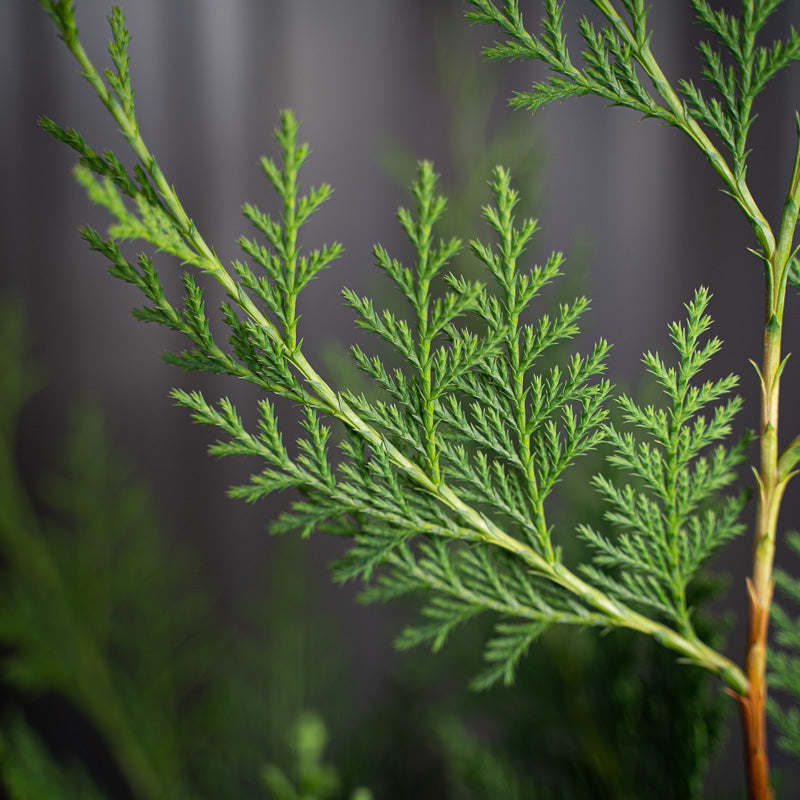 Murray Cypress | Privacy Trees | Settlemyre Nursery