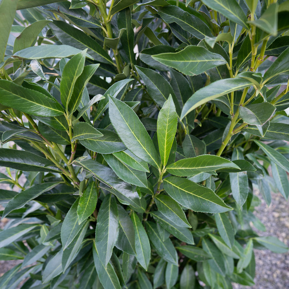 Schipkaensis 'Schip' Laurel | Flowering Shrubs | Plant Nursery ...