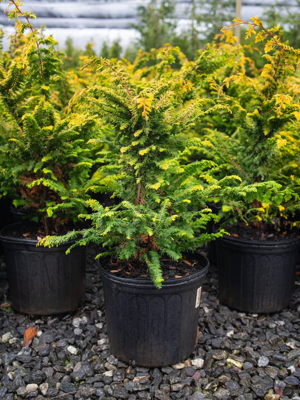 Fernspray Gold | Evergreen Shrubs | Settlemyre Nursery