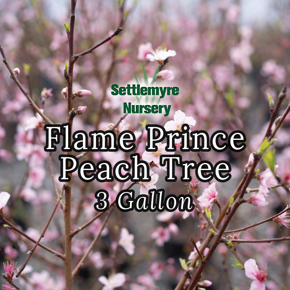 Flame Prince Peach Tree | Edibles | Settlemyre Nursery