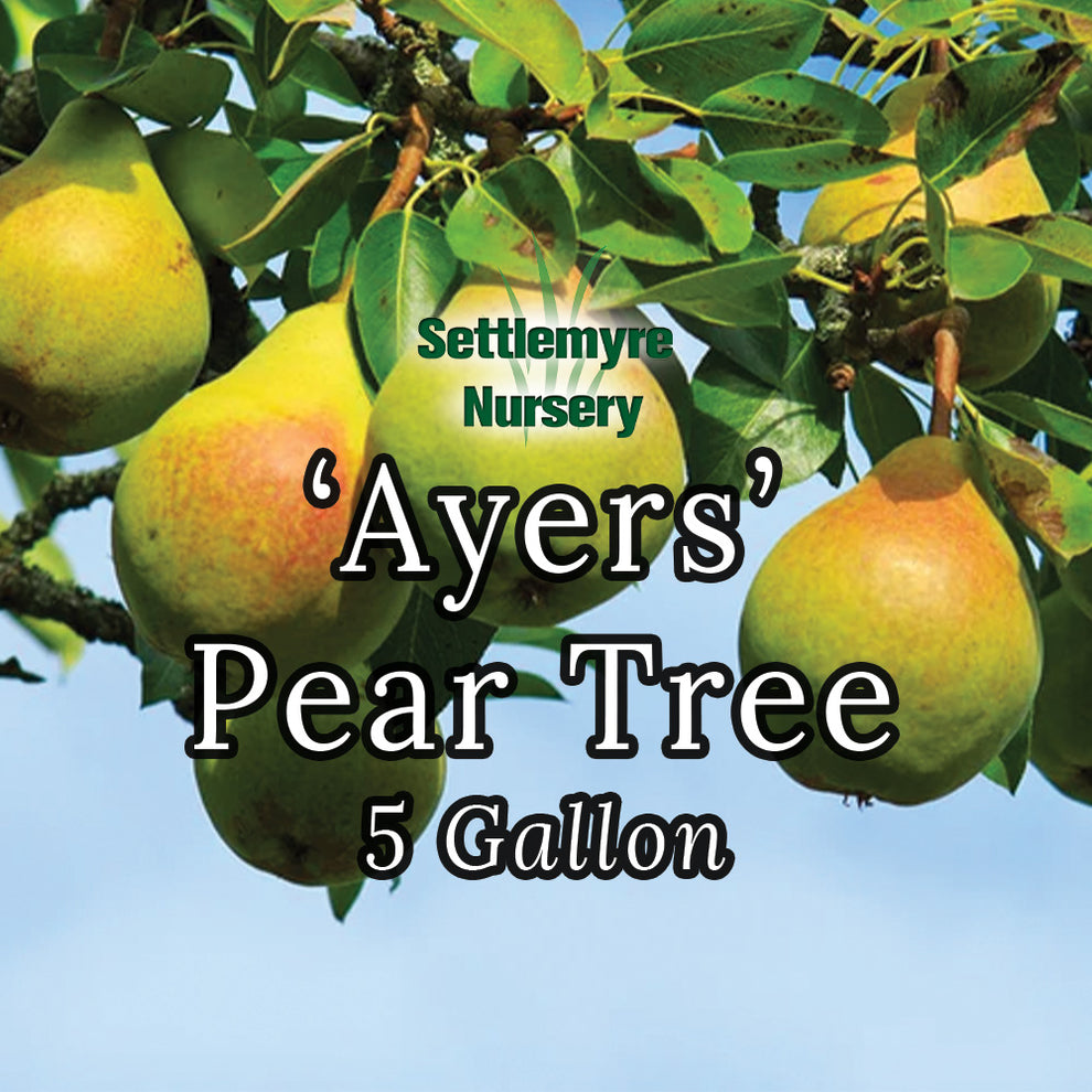 Ayers Pear Tree | Edibles | Settlemyre Nursery