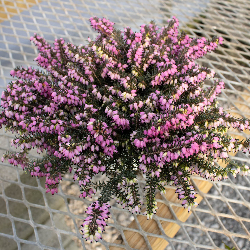 Erica Heather Plant | Perennial Flowers | Settlemyre Nursery