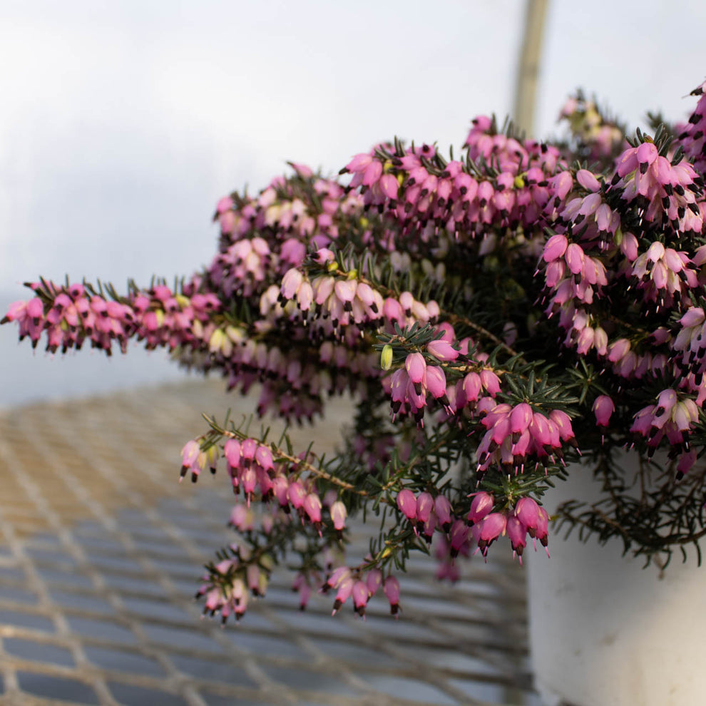 Erica Heather Plant | Perennial Flowers | Settlemyre Nursery