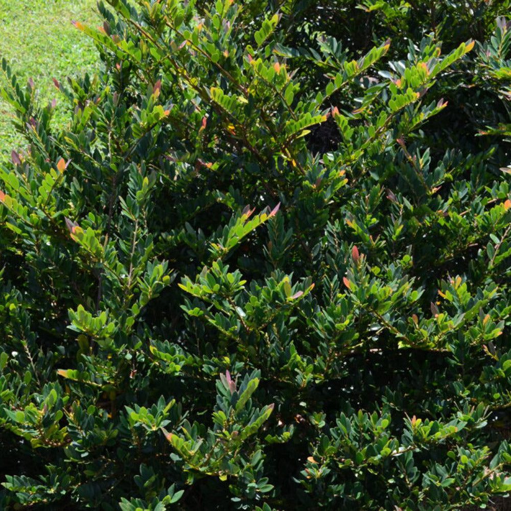 Coppertone Distylium | Evergreen Shrubs | Settlemyre Nursery