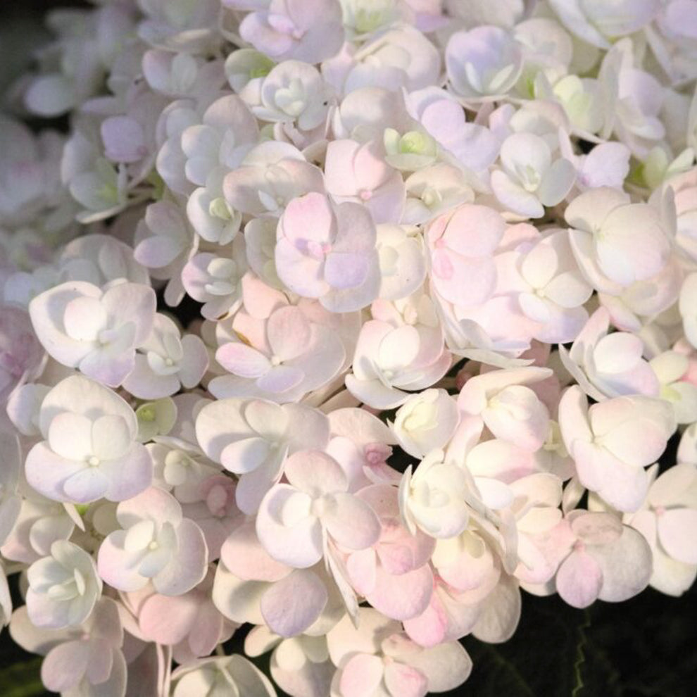 Blushing Bride Hydrangea Endless Summer |Flowering Shrubs | Settlemyre ...
