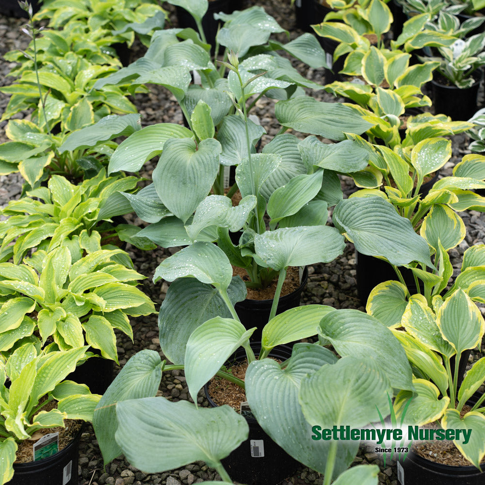 Assorted Hosta – Settlemyre Nursery